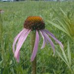 Forbs/Plants with Flowers – Prairie Wind Native Plants